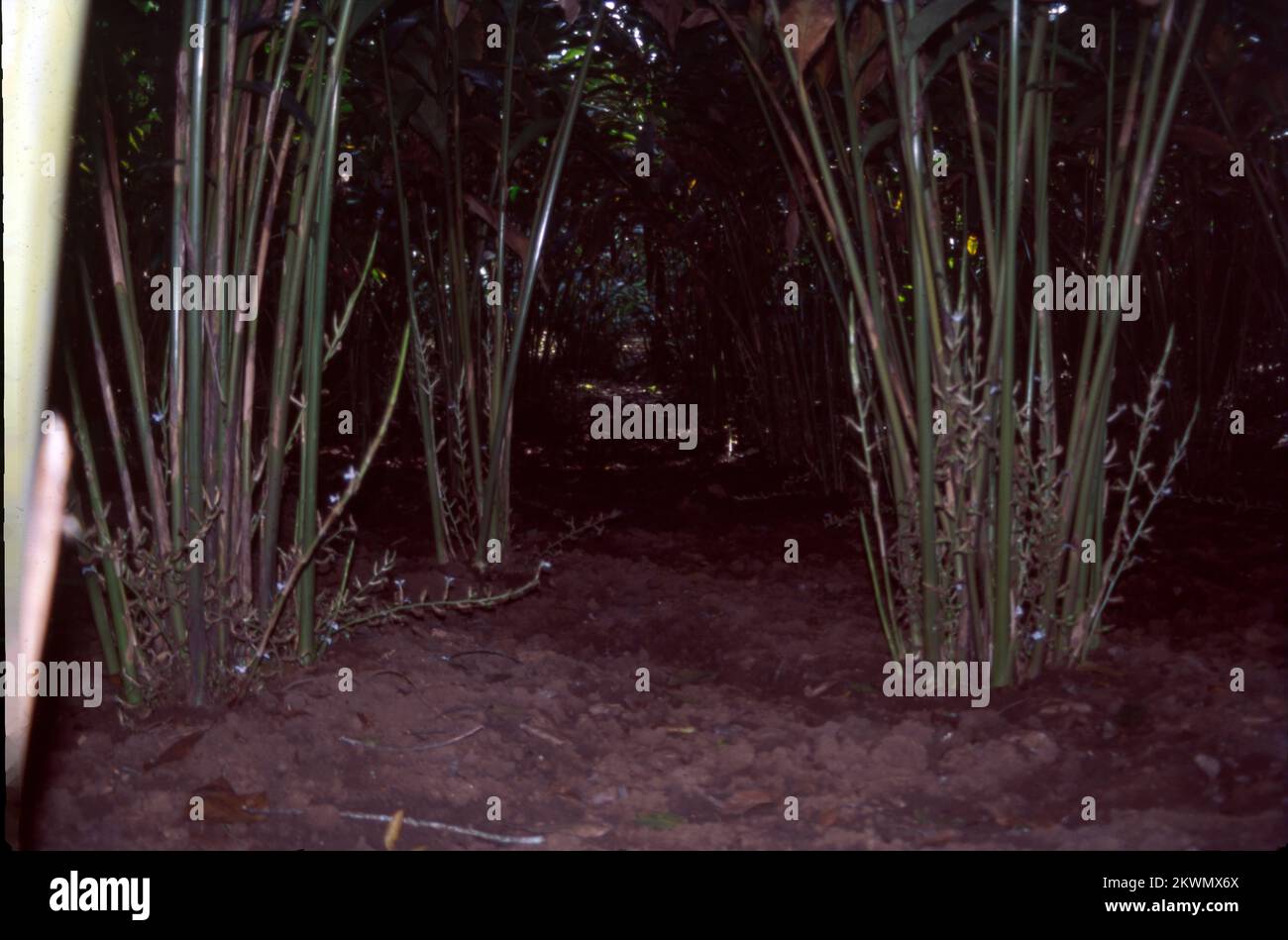 Cardamom ( Elettaria cardamomum L.) popularly, known as Queen of Spices ...