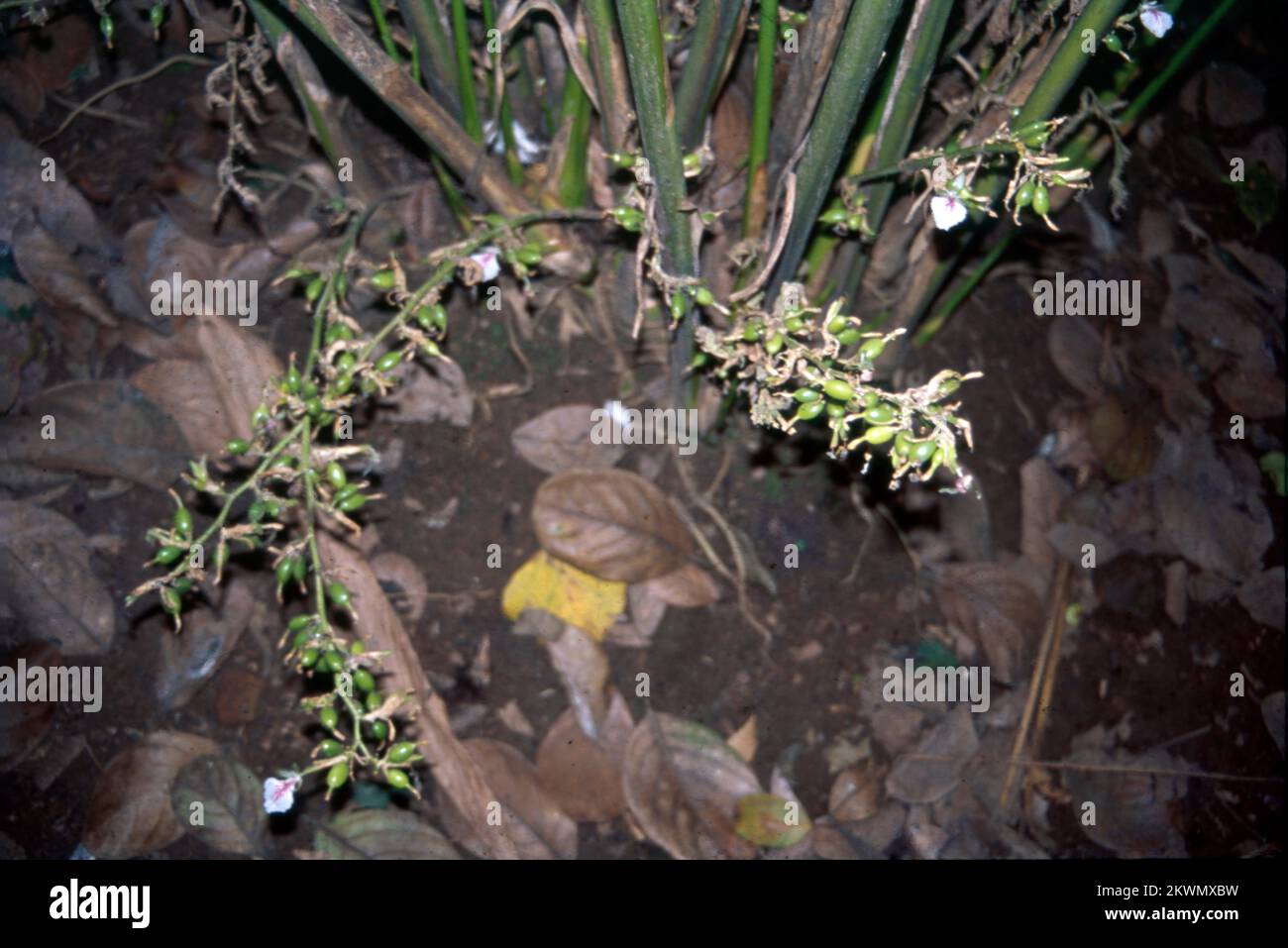 élichi hi-res stock photography and images - Alamy