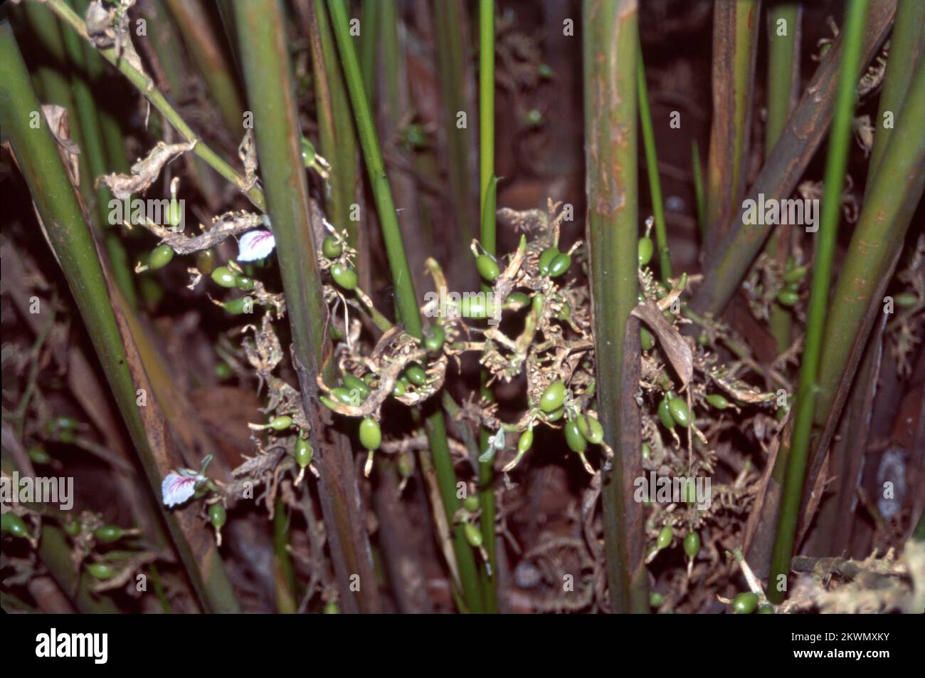 Cardamom ( Elettaria cardamomum L.) popularly, known as Queen of Spices ...