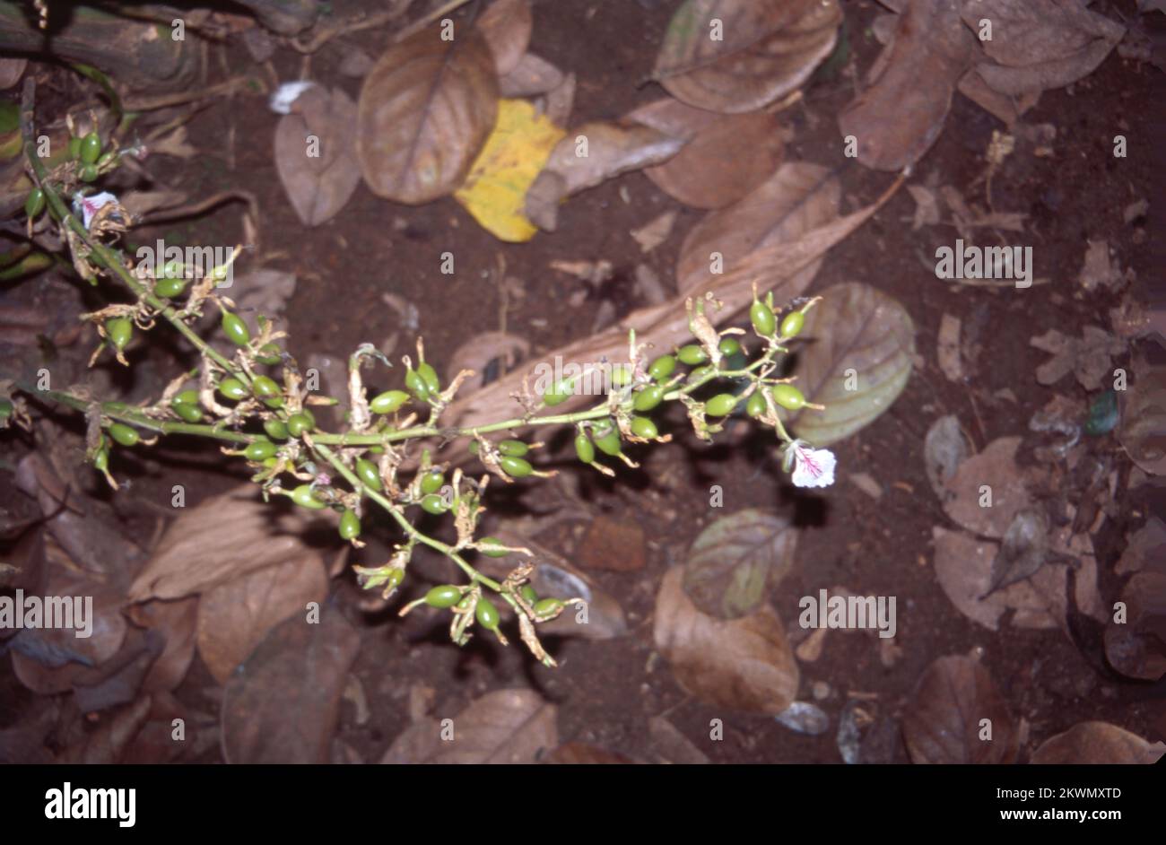 Cardamom ( Elettaria cardamomum L.) popularly, known as Queen of Spices ...