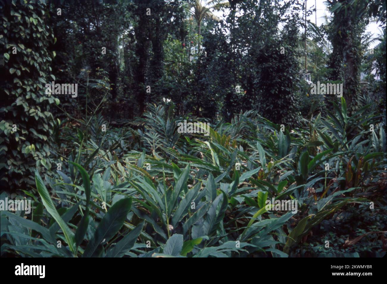 Cardamom ( Elettaria cardamomum L.) popularly, known as Queen of Spices ...