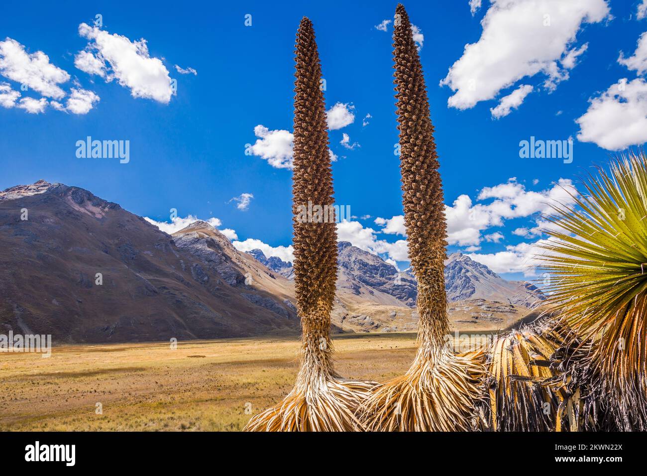 Puya de Raimondi Field and Valley of Carpa, Cordillera Blanca, Andes ...