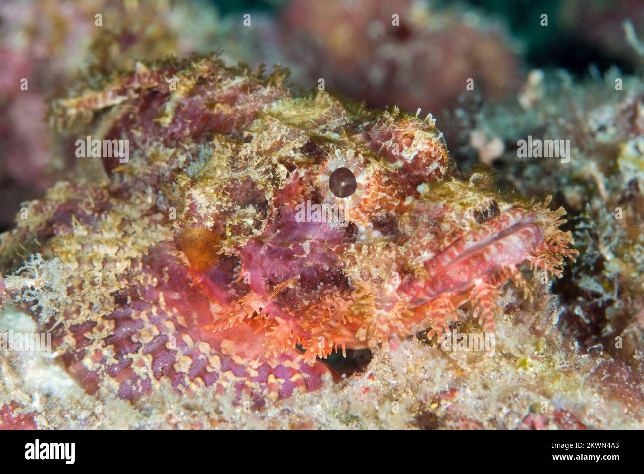 Beautiful detail on scorpionfish skin as it camouflages in with its ...
