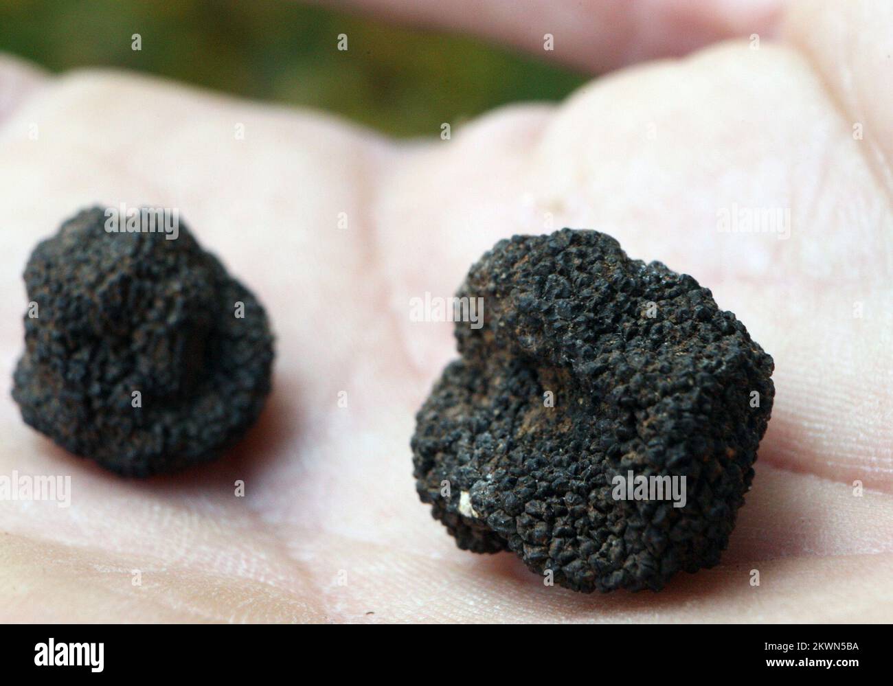 Underground fungi hi-res stock photography and images - Alamy