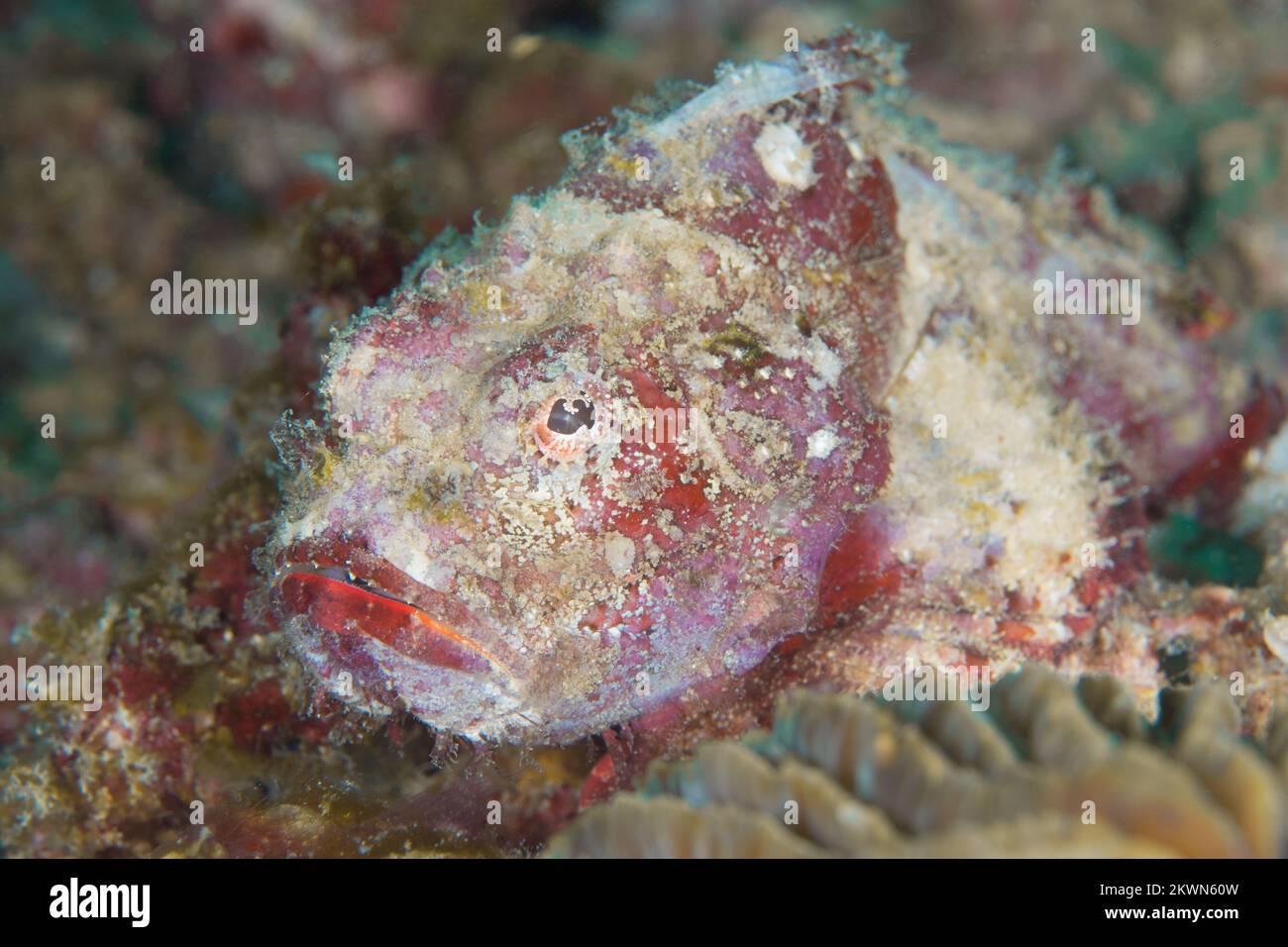 Beautiful detail on scorpionfish skin as it camouflages in with its ...