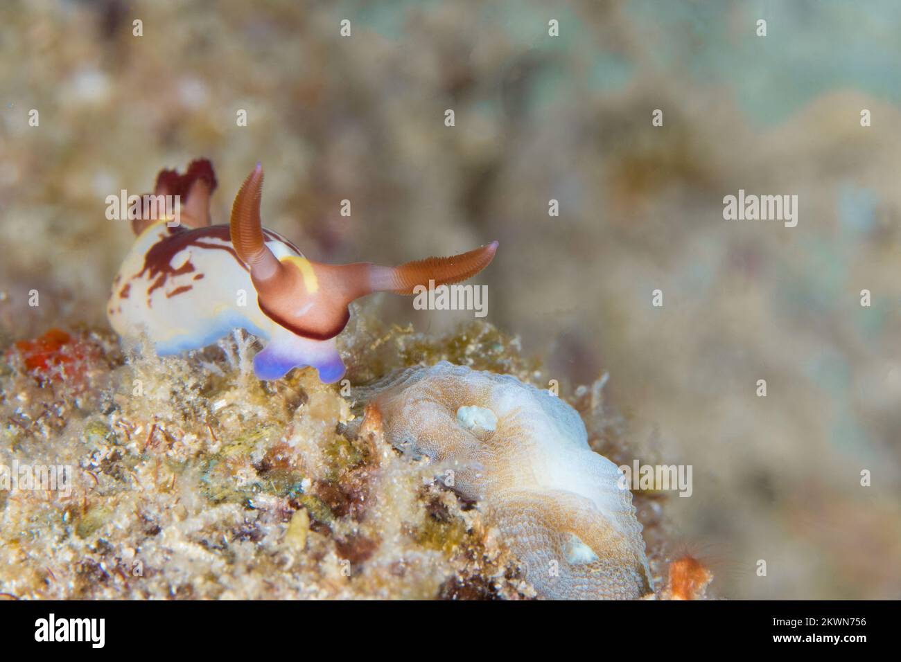 Colorful nudibranch sea slug crawling above coral reef in the Indo ...