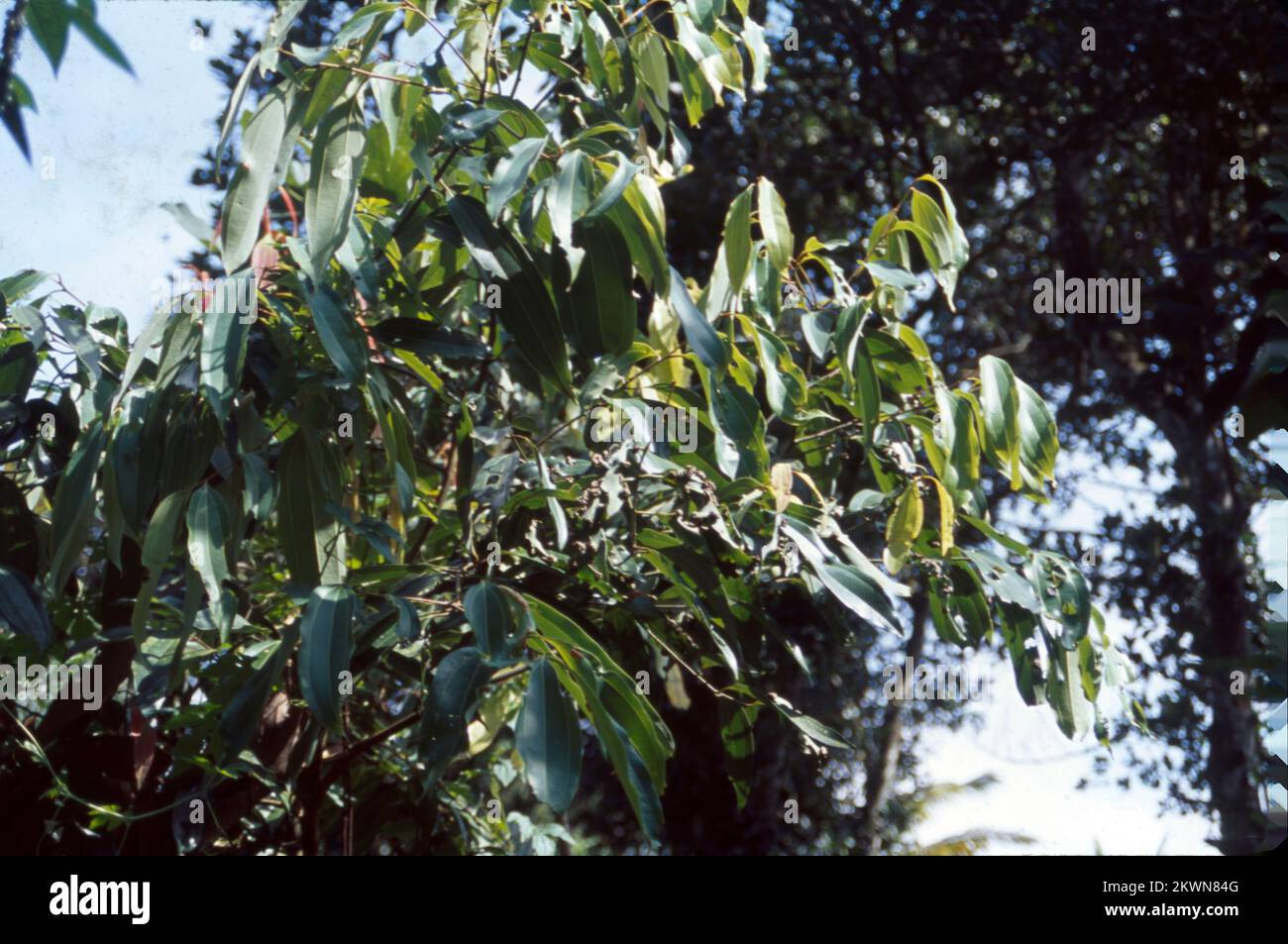 The bay leaf is an aromatic leaf commonly used in cooking. It can be ...