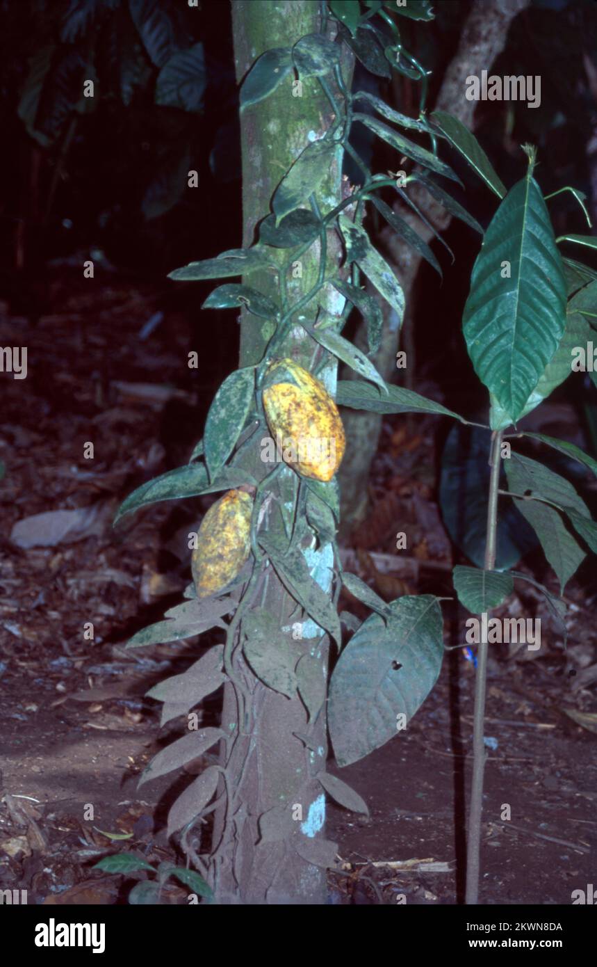 Theobroma cacao, also called the cacao tree and the cocoa tree, is a ...