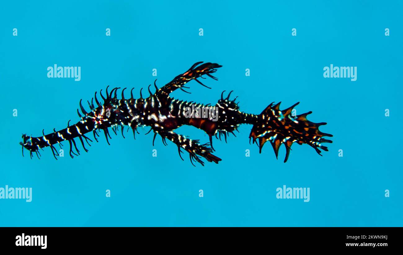 Ghost pipefish hi-res stock photography and images - Alamy