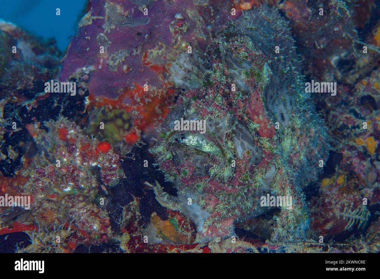 3 spot frogfish camouflaging in well with its surroundings on coral ...