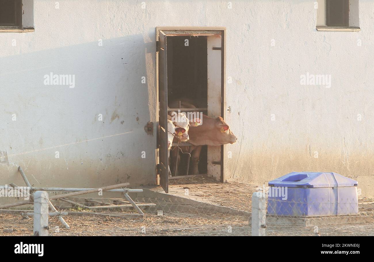 12.08.2013., Slatina, Croatia - Bulls, cows and calves on farm ...