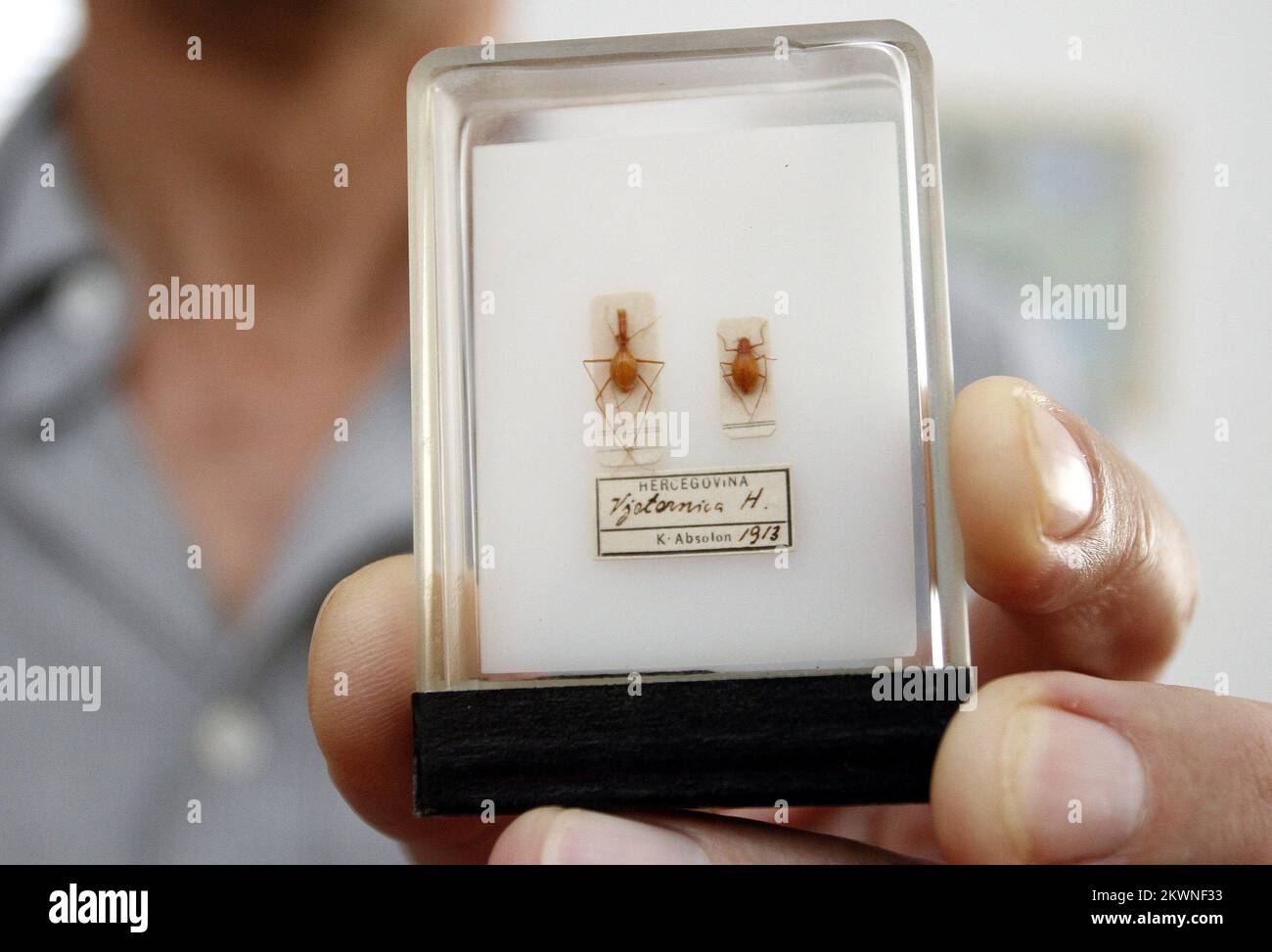 08/16/2013., Split - Director of Natural History Museum in Split ...