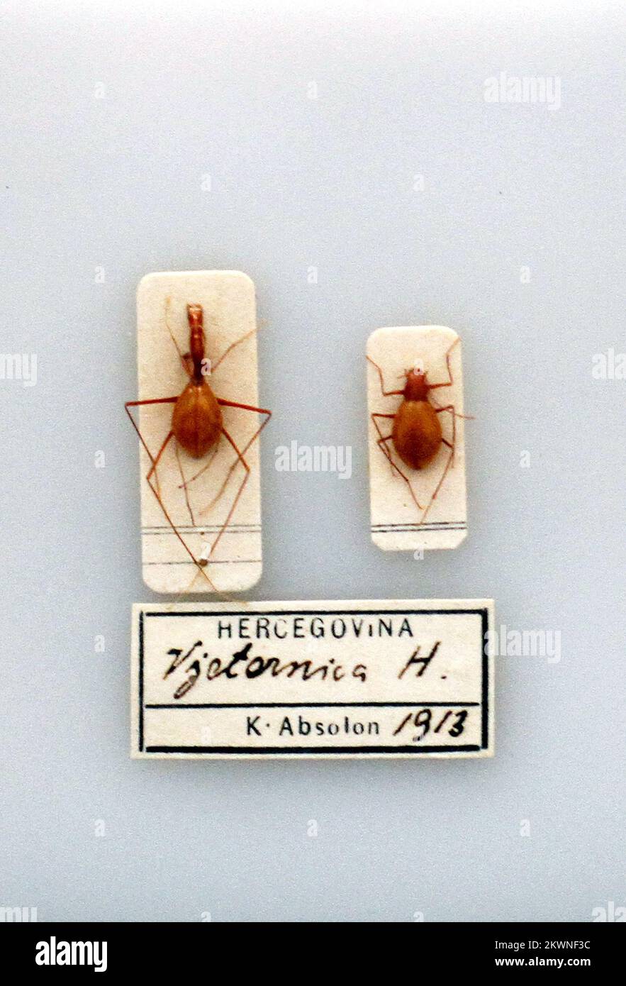 08/16/2013., Split - Director of Natural History Museum in Split ...