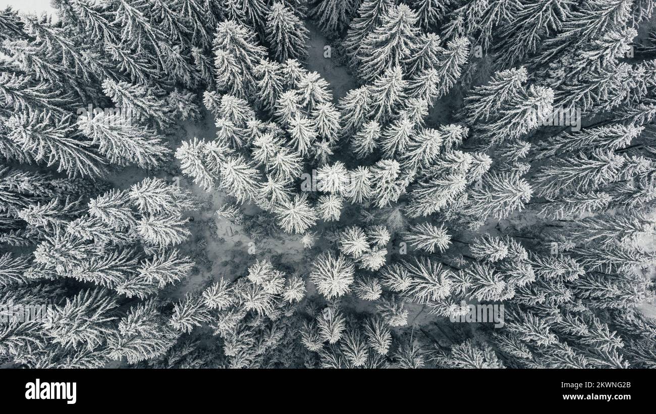 Top view of pine forest in winter, covered with snow Stock Photo - Alamy