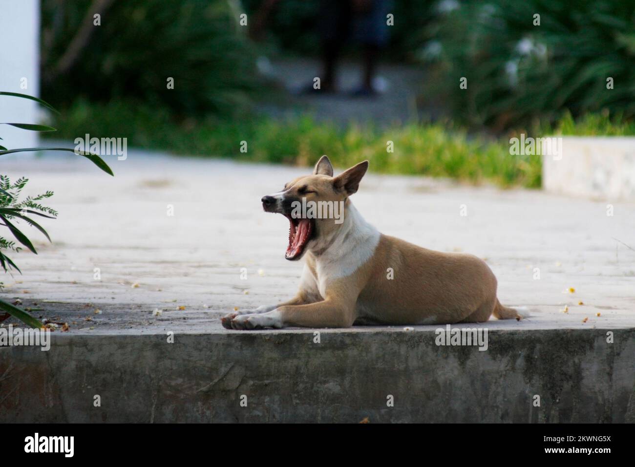 Telomian Dog
