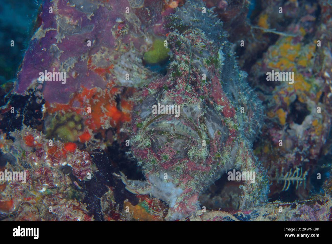 3 spot frogfish camouflaging in well with its surroundings on coral ...