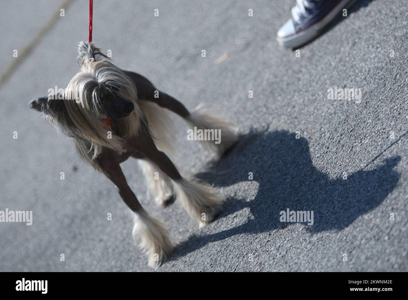 07.09.2013., Croatia, Zagreb ,Samobor - National dog show with all ...
