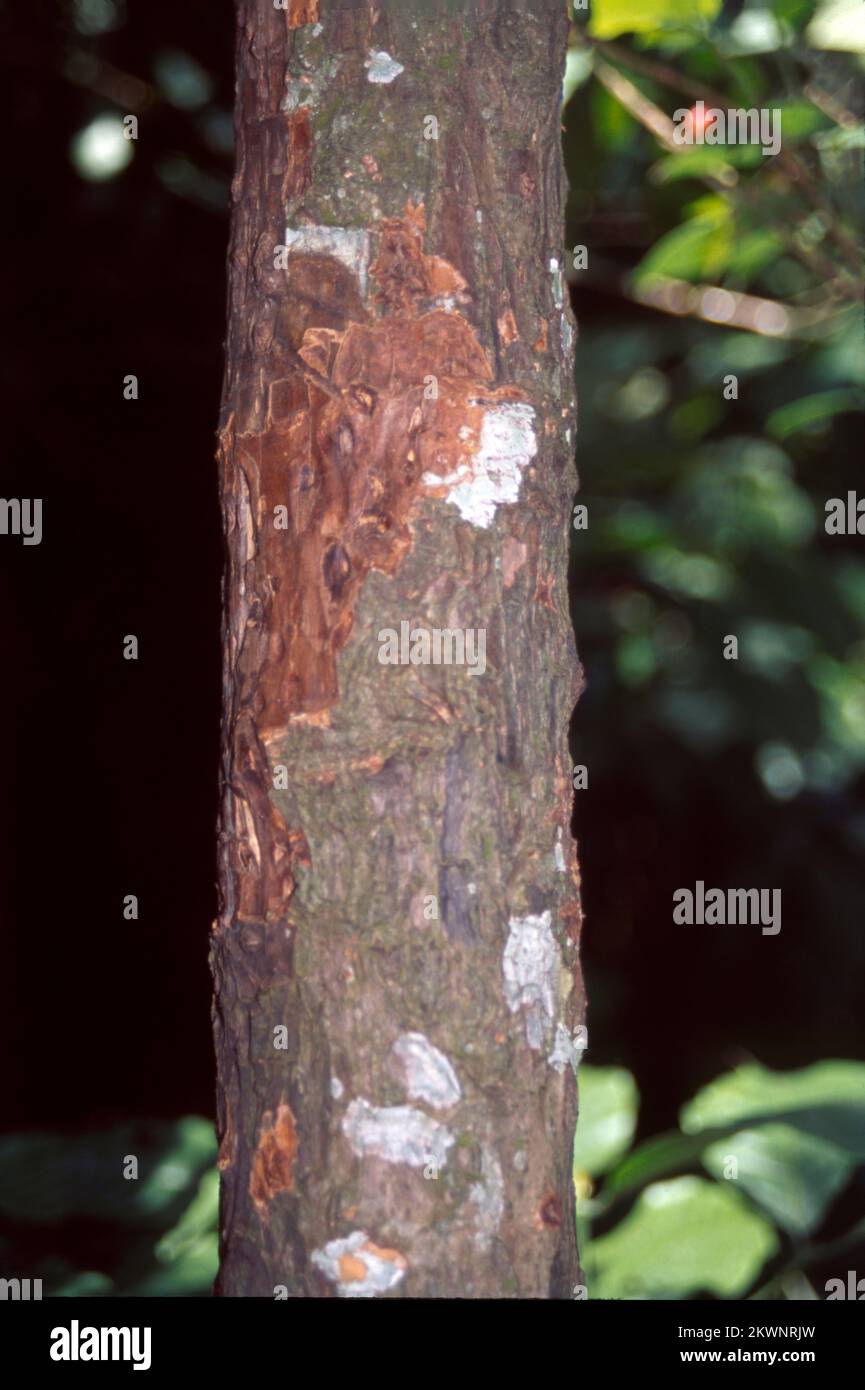 Cinnamon is a spice obtained from the inner bark of several tree ...