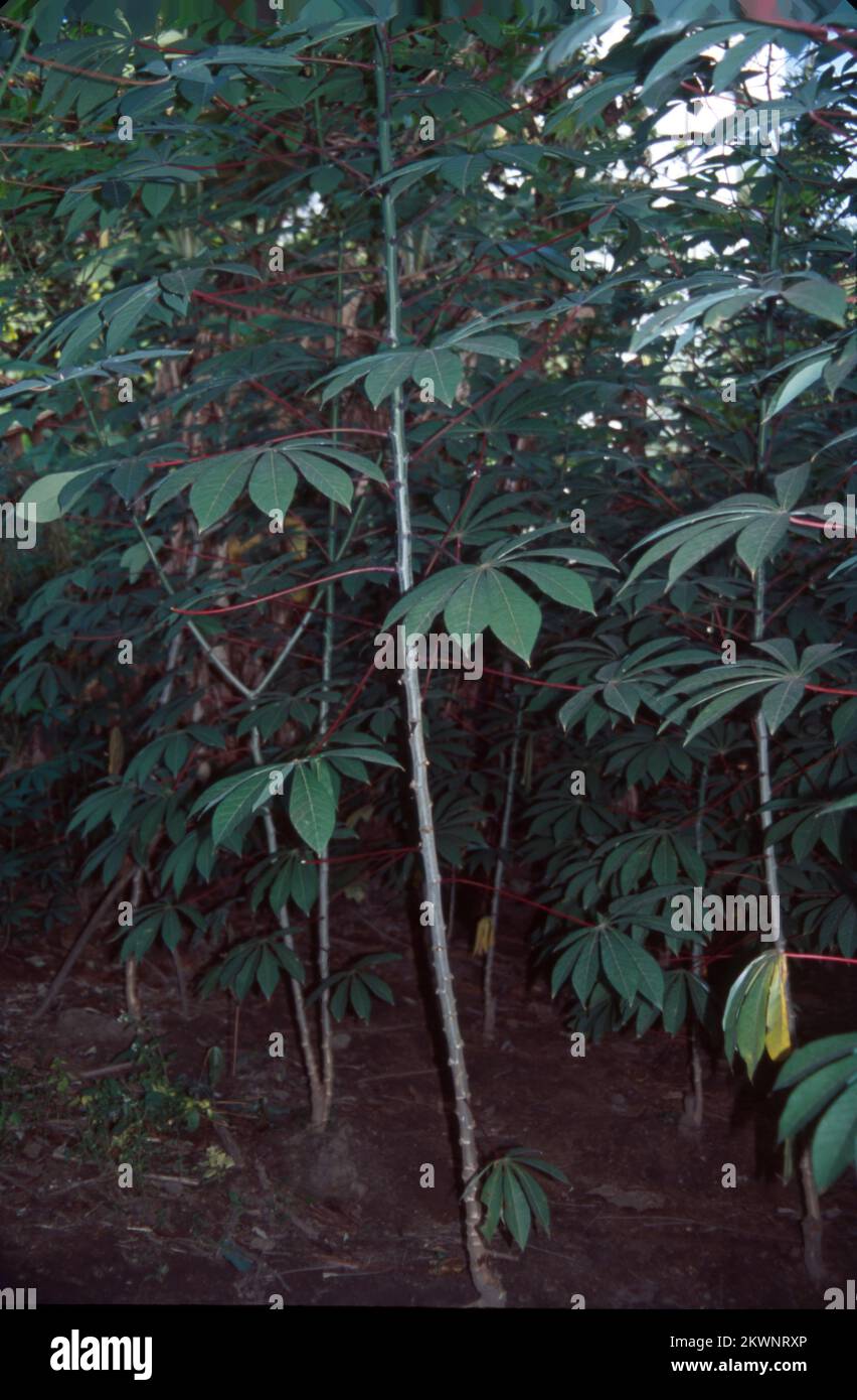 Tej patta tree hi-res stock photography and images - Alamy