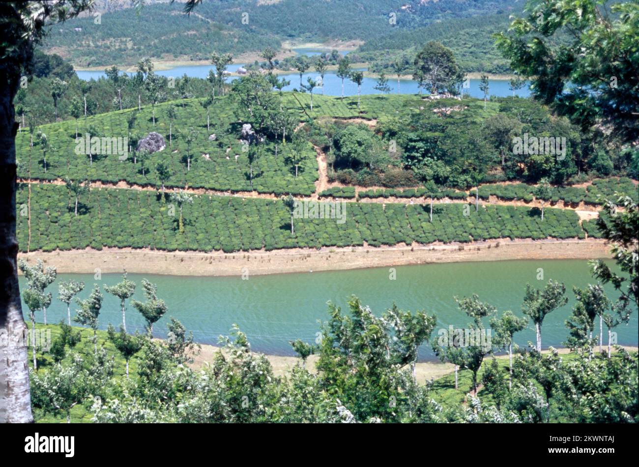 Tea Garden and Lake at Munnar, Kerala State are perched at an altitude ...