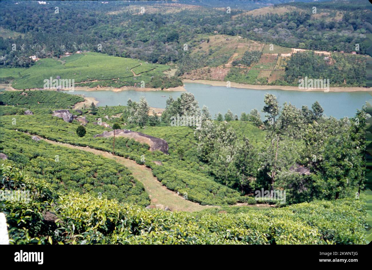 Tea Garden and Lake at Munnar, Kerala State are perched at an altitude ...