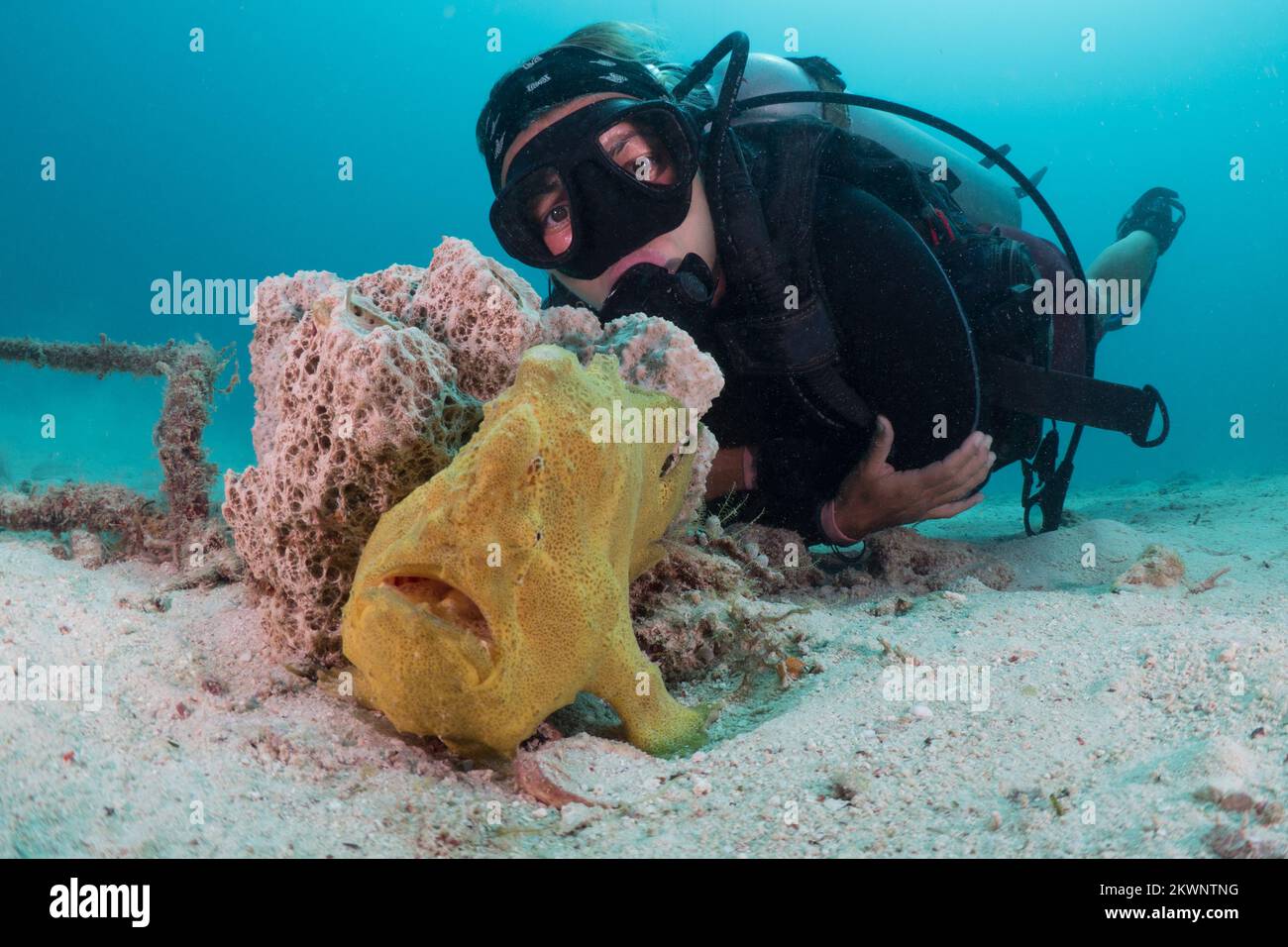 Female scuba diver finding tropical reef fish while guiding Scuba Dive ...