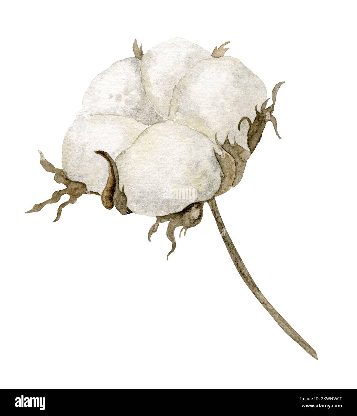 Cotton Plant Painting