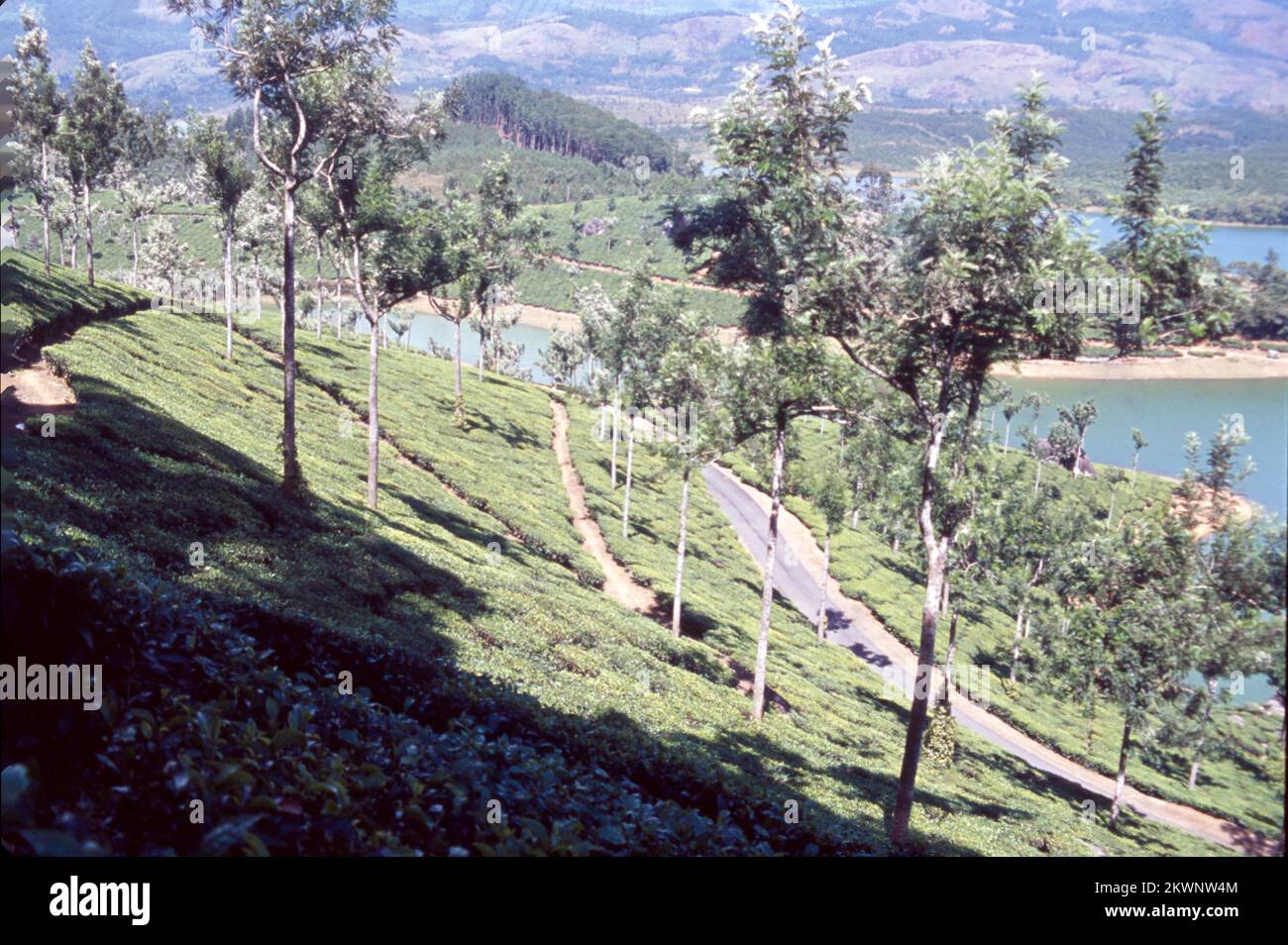 Tea plantations lake munnar hi-res stock photography and images - Alamy