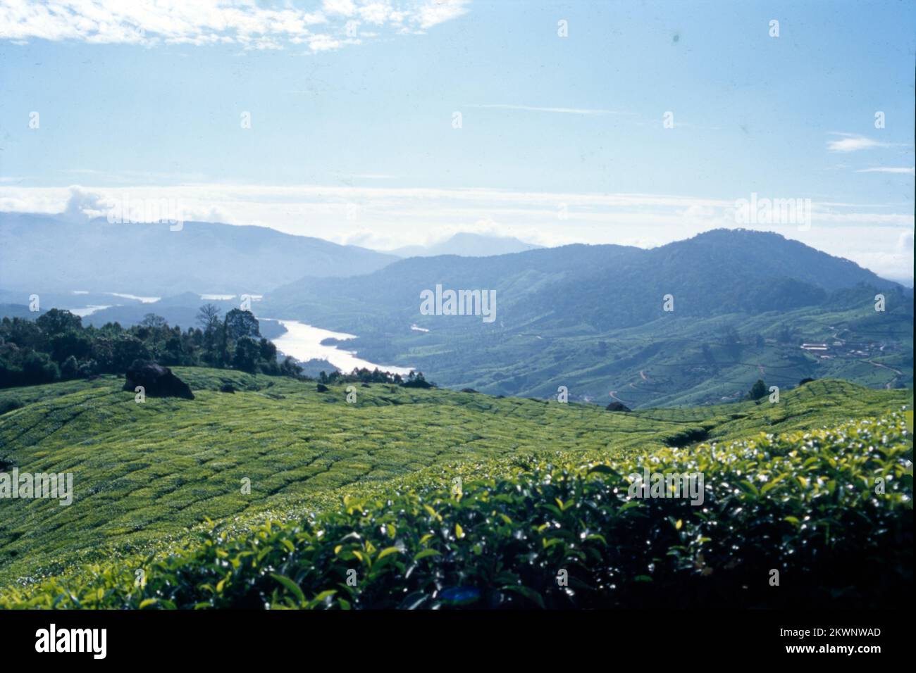 Tea plantations lake munnar hi-res stock photography and images - Alamy