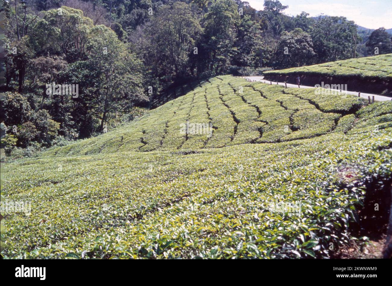 Tea Garden and Lake at Munnar, Kerala State are perched at an altitude ...