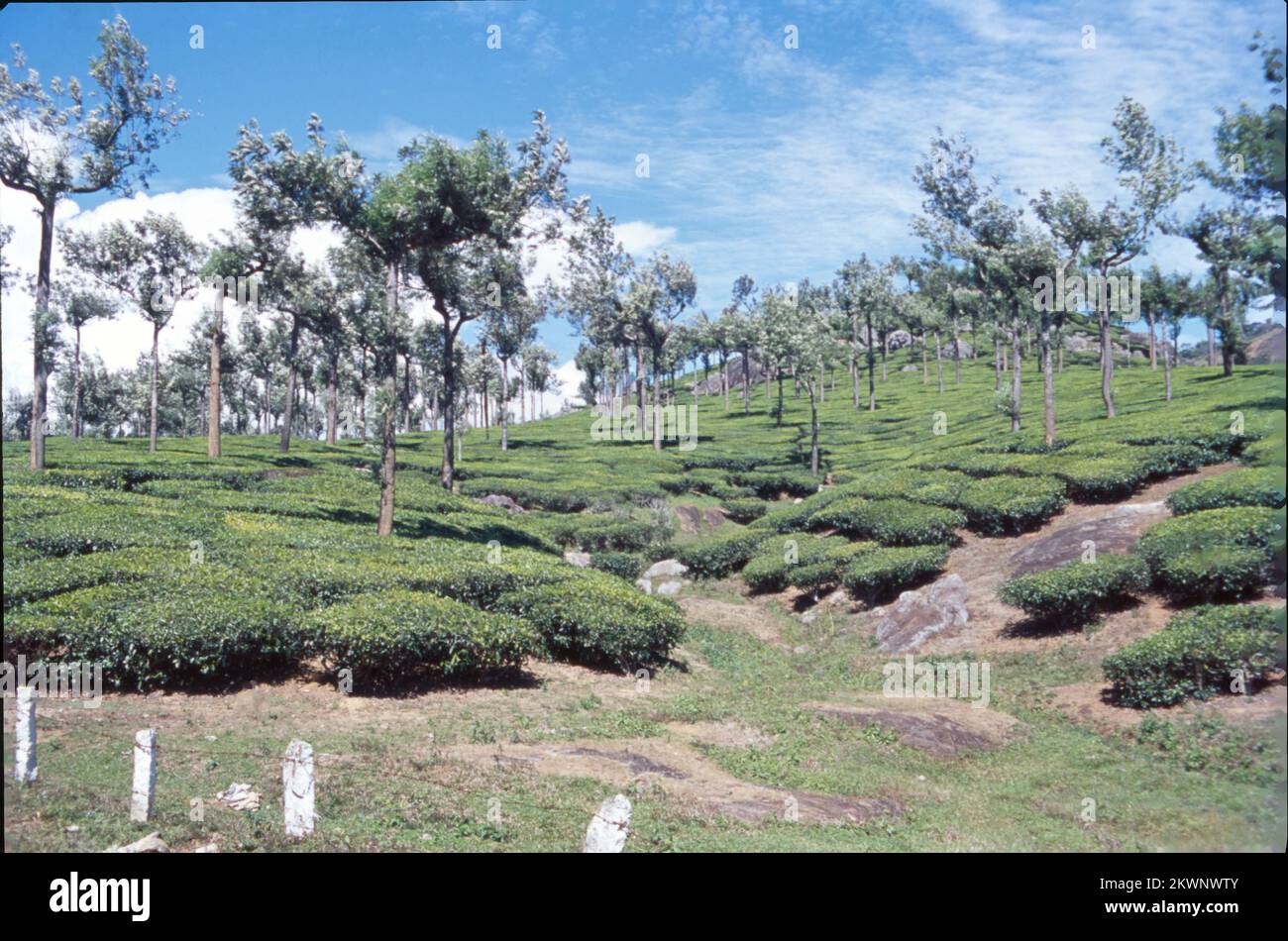 Carpeted tea plantations hi-res stock photography and images - Alamy
