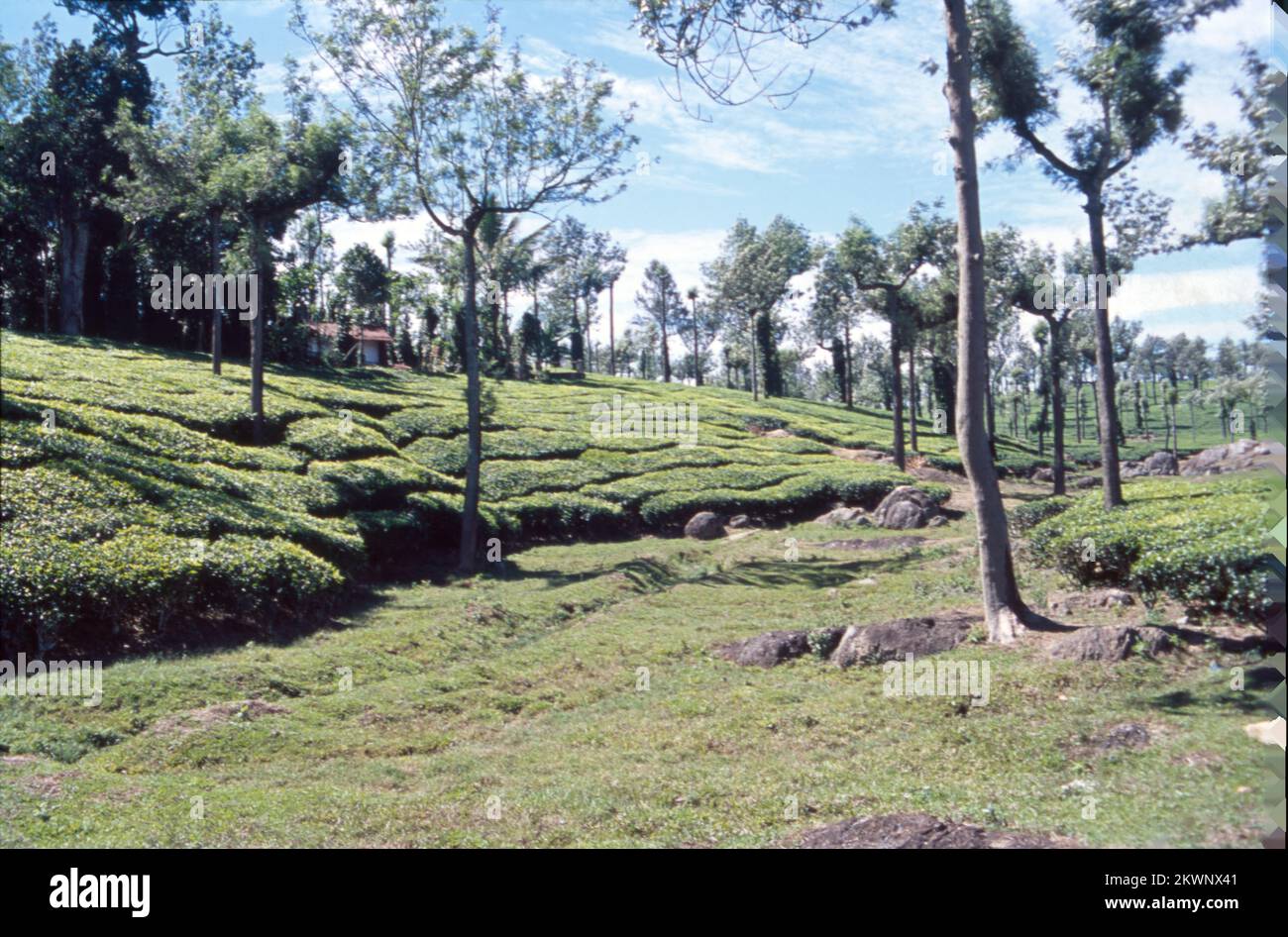 Tea plantations lake munnar hi-res stock photography and images - Alamy