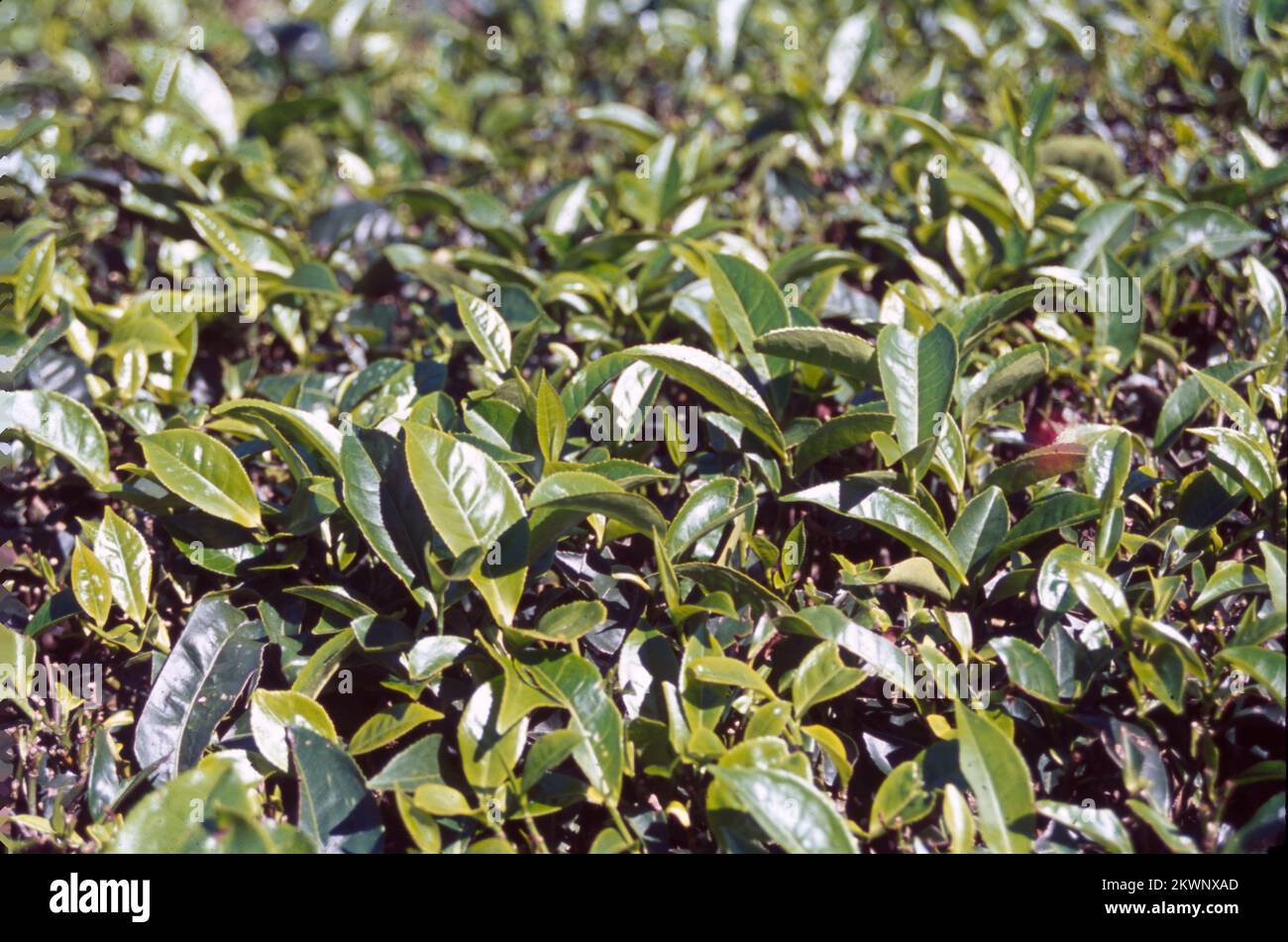 Carpeted tea plantations hi-res stock photography and images - Alamy