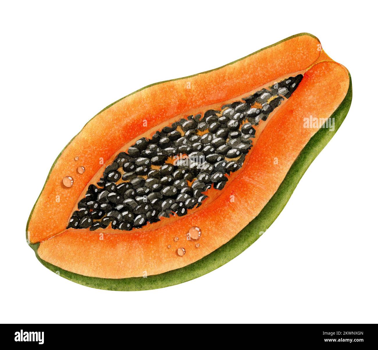 Papaya Fruit Drawing