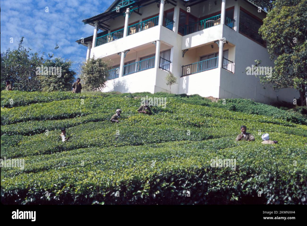 Tea factory in munnar hi-res stock photography and images - Alamy