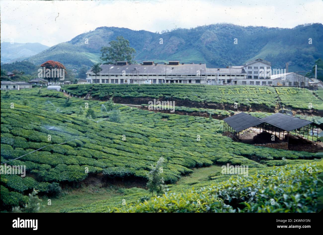 Tea Garden and Lake at Munnar, Kerala State are perched at an altitude ...