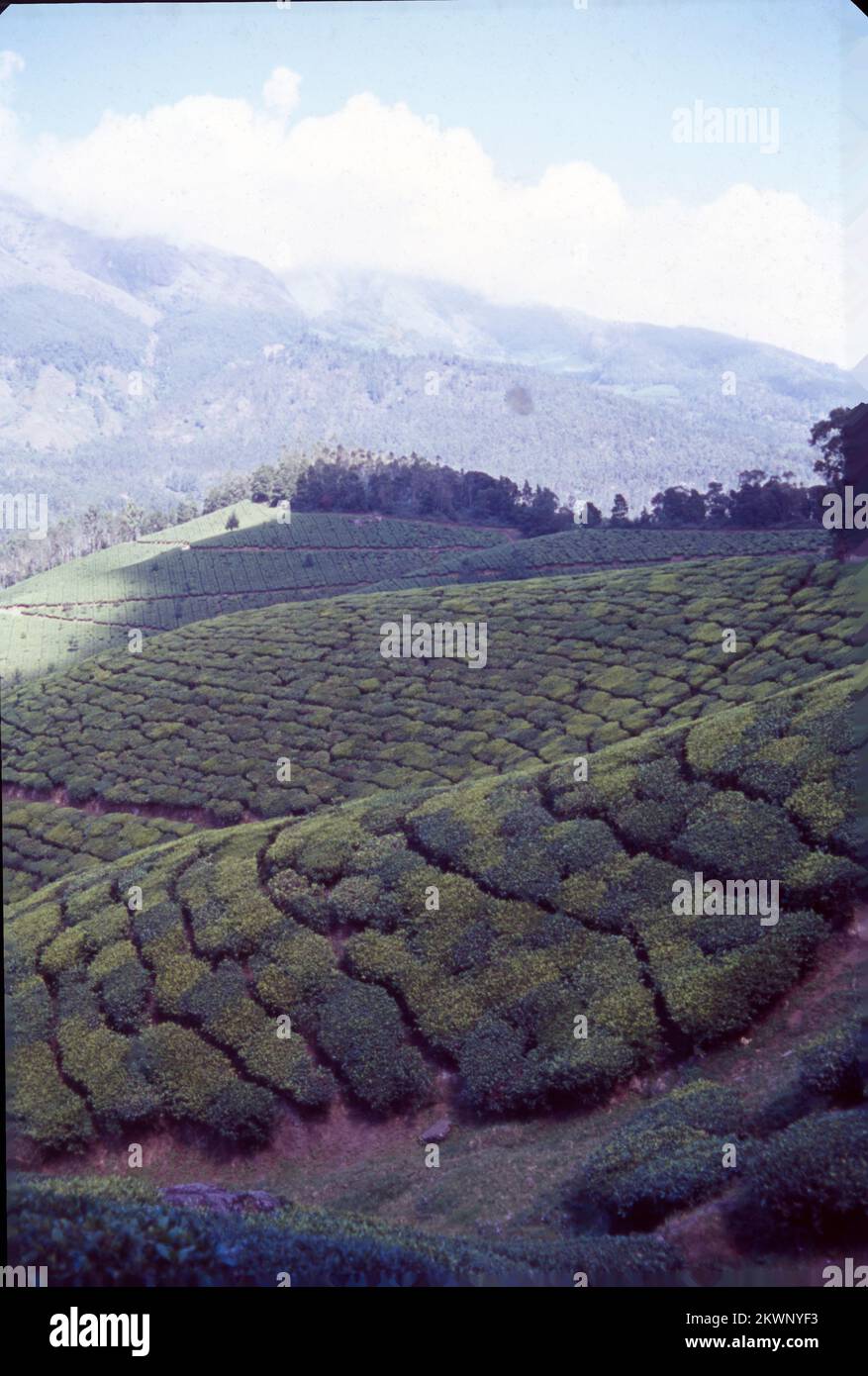 Tea Garden and Lake at Munnar, Kerala State are perched at an altitude ...