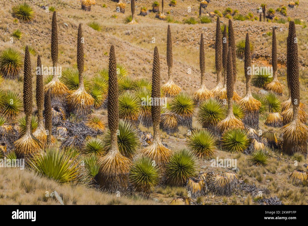 Puya de Raimondi Field and Valley of Carpa, Cordillera Blanca, Andes ...