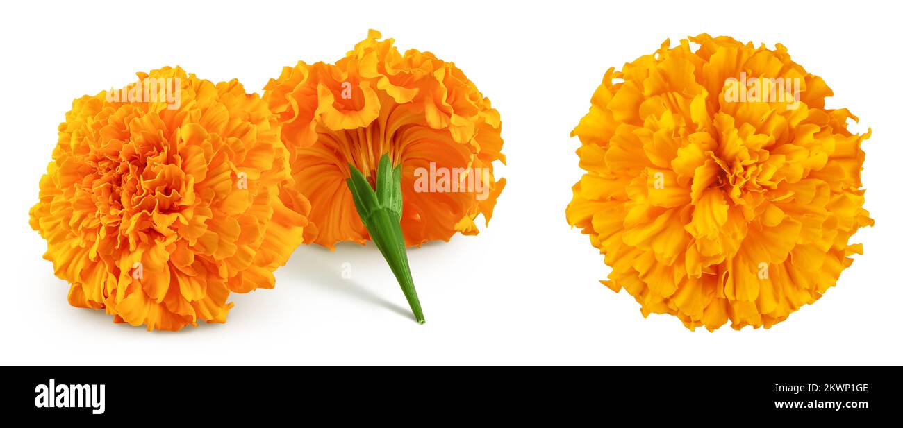fresh marigold or tagetes erecta flower isolated on white background ...