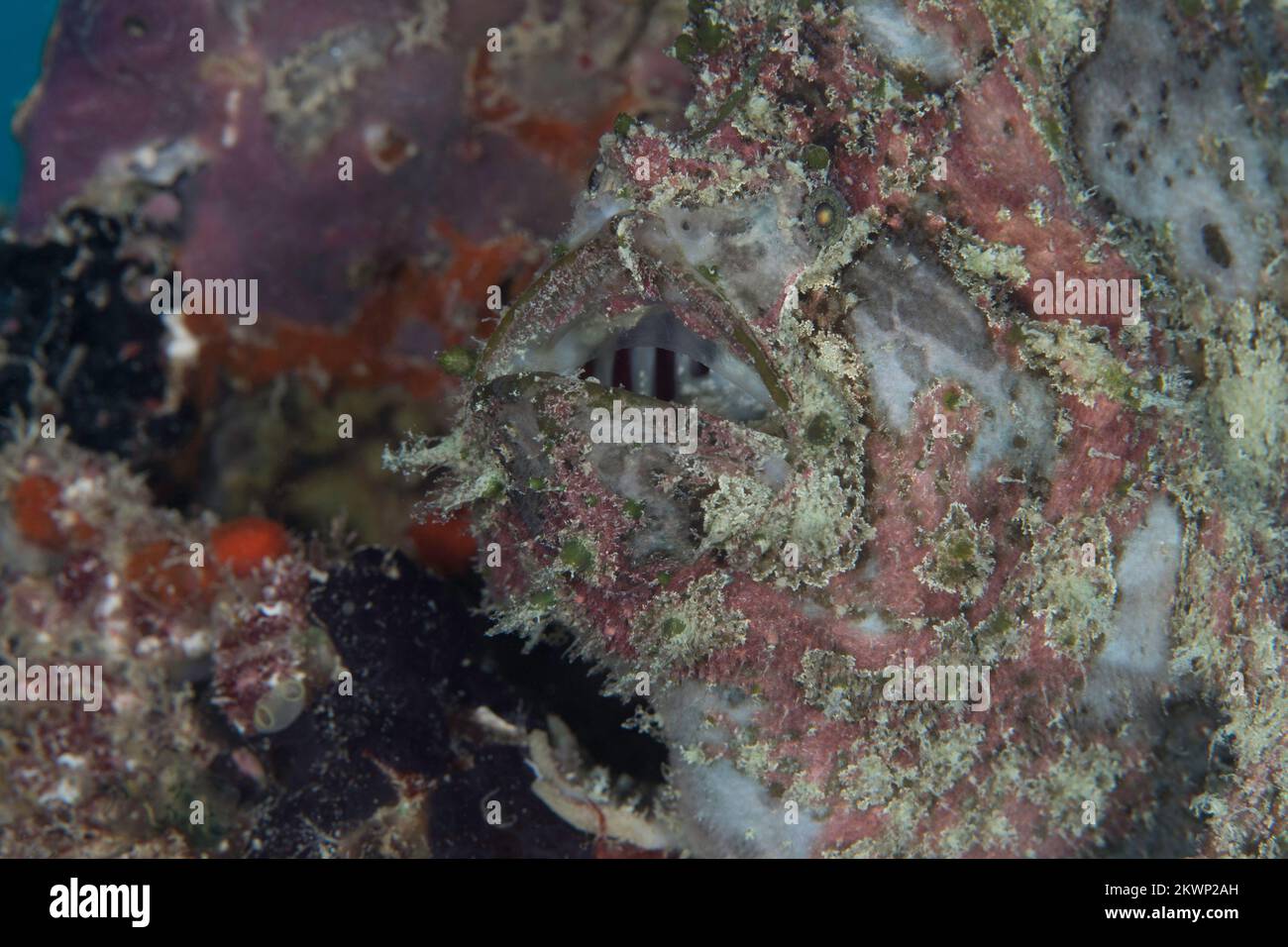 3 spot frogfish camouflaging in well with its surroundings on coral ...