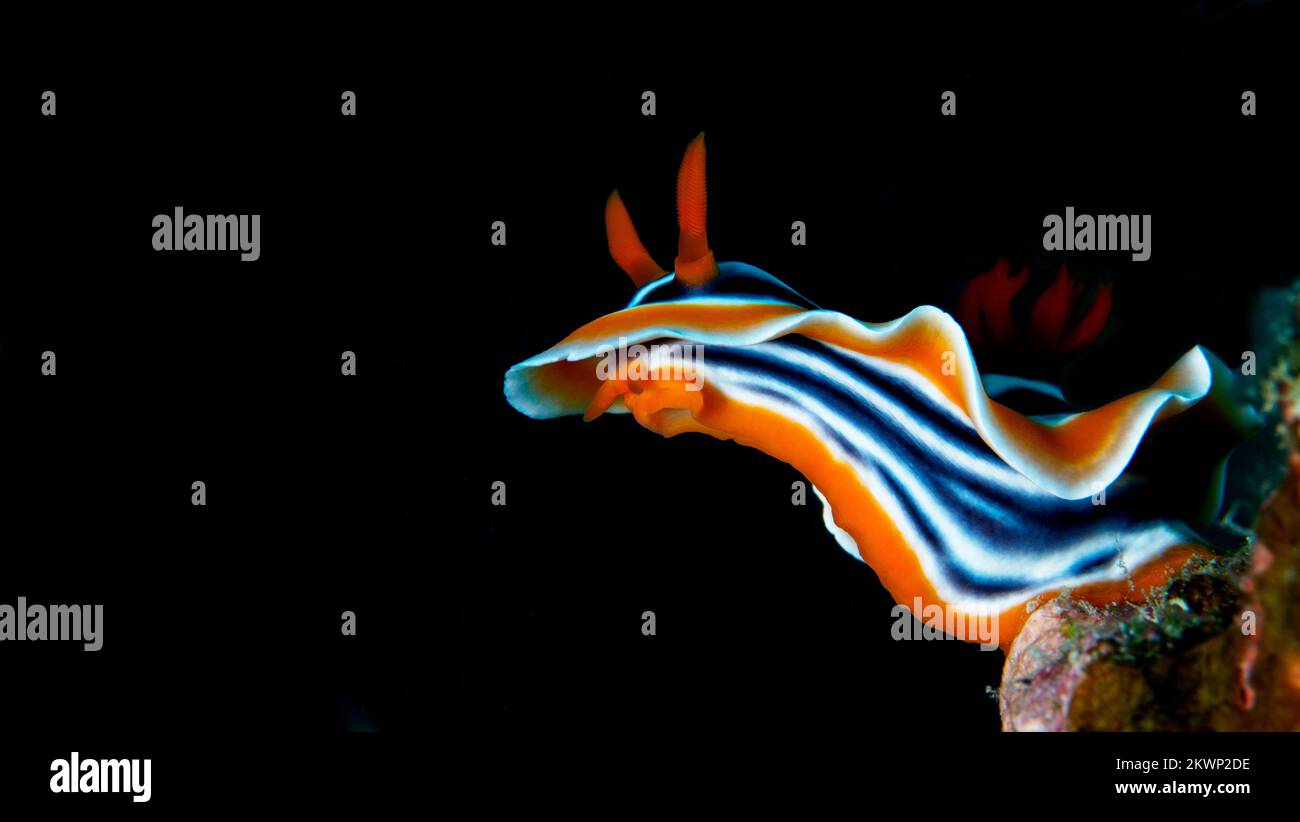 Colorful nudibranch sea slug crawling above coral reef in the Indo ...