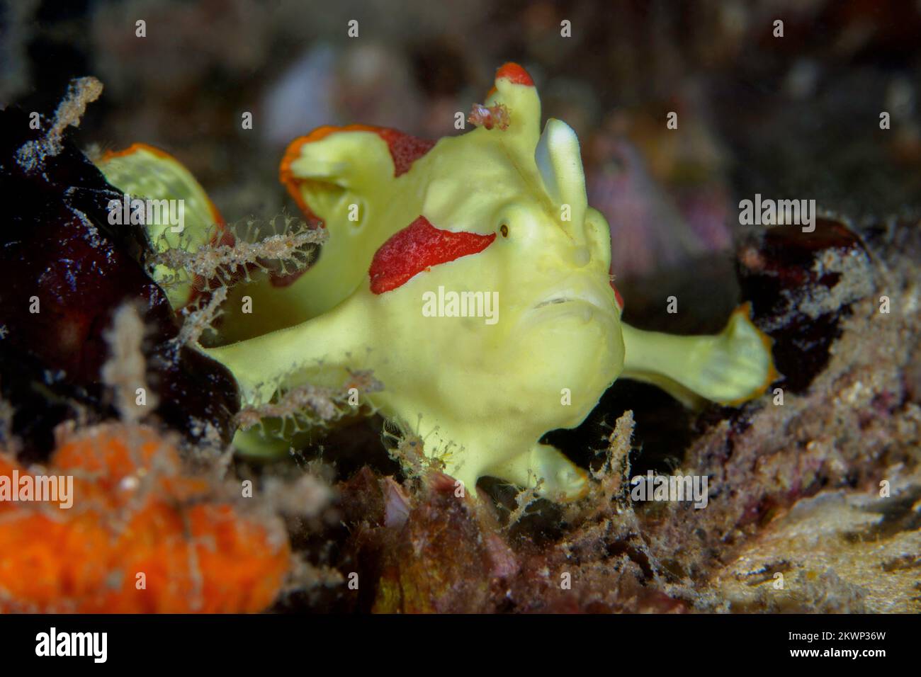 Cute and colorful clown frogfish - Antennarius Maculatus Stock Photo ...