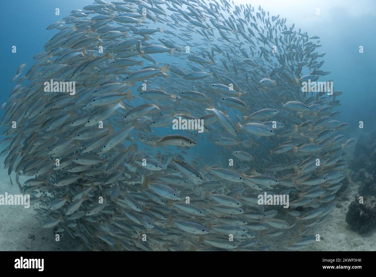 Fish schooling above healthy coral reef in the Pacific Ocean Stock ...