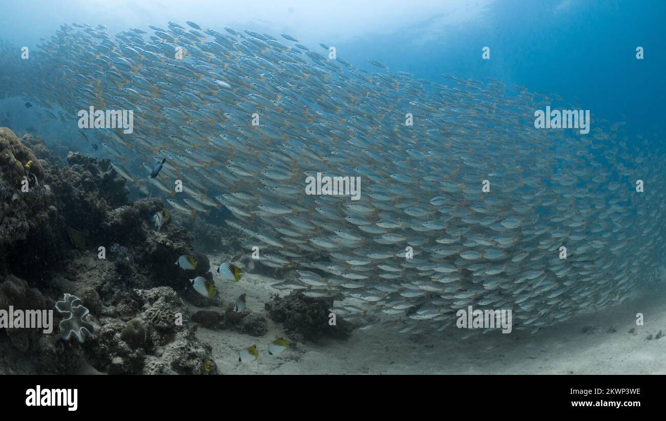 Fish schooling above healthy coral reef in the Pacific Ocean Stock ...
