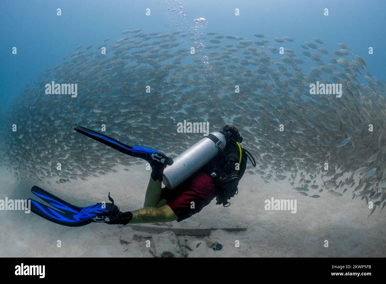 Female scuba diver finding tropical reef fish while guiding Scuba Dive ...