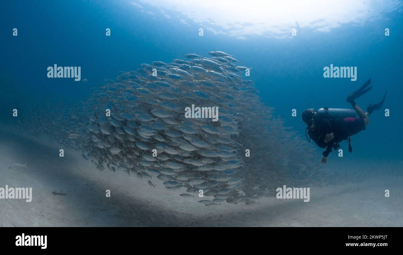 Female scuba diver finding tropical reef fish while guiding Scuba Dive ...