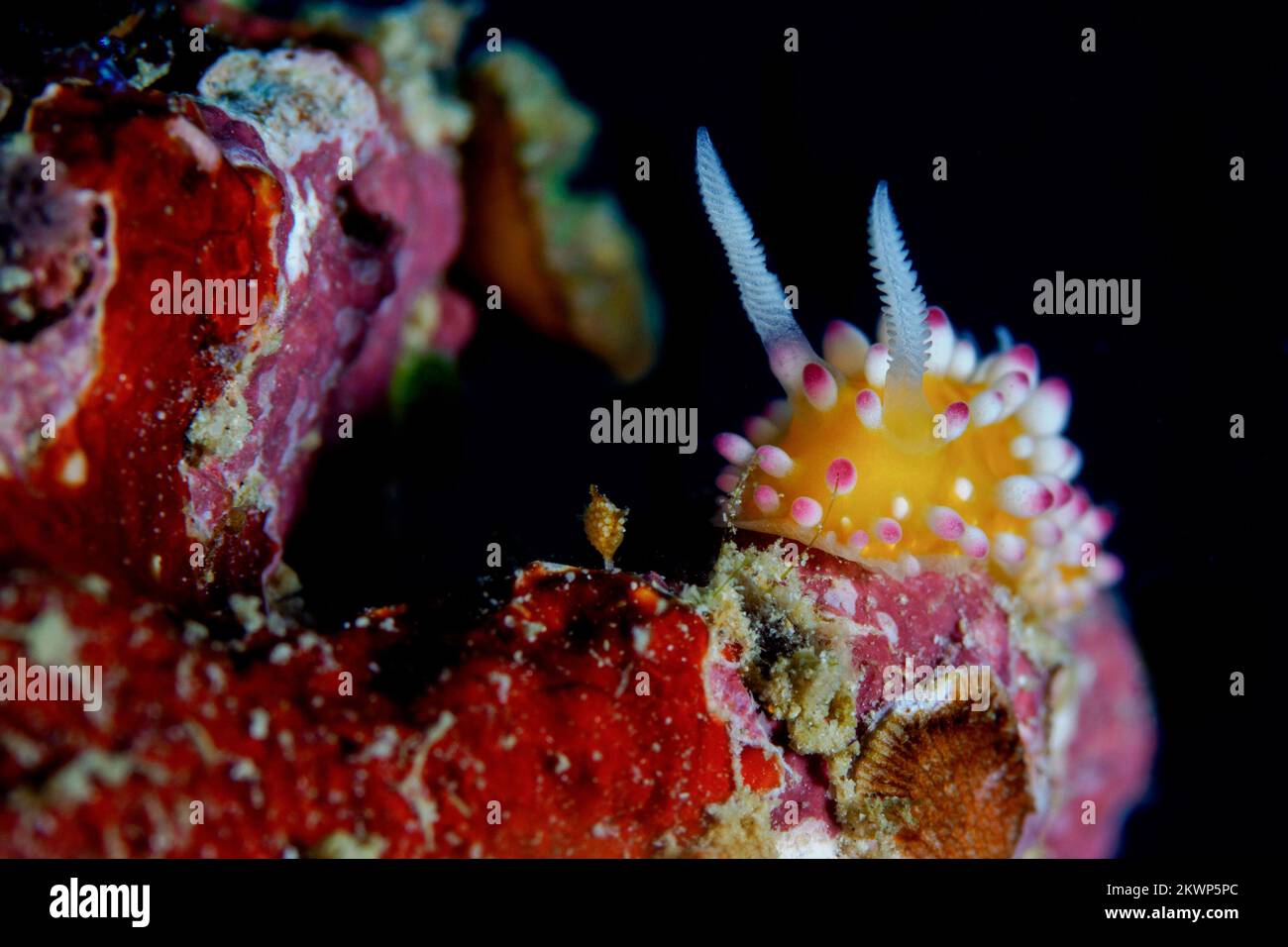Colorful nudibranch sea slug crawling above coral reef in the Indo ...