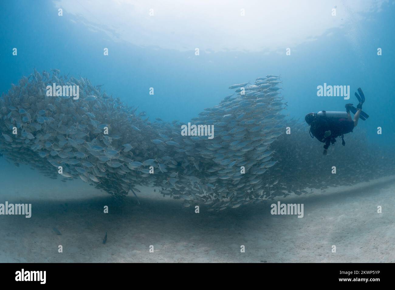 Female scuba diver finding tropical reef fish while guiding Scuba Dive ...