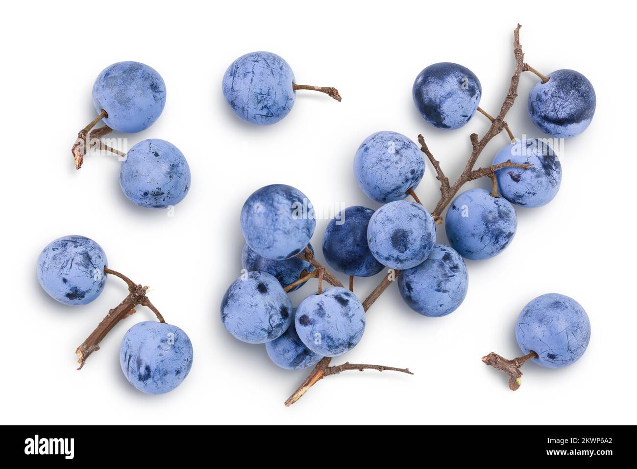 Fresh blackthorn berries with twig, prunus spinosa isolated on white ...
