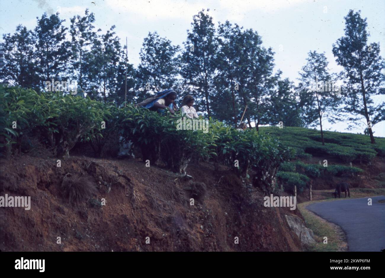Tea Garden and Lake at Munnar, Kerala State are perched at an altitude ...